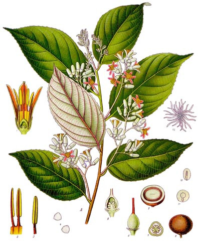 Extrait naturel de Benjoin - Artgato